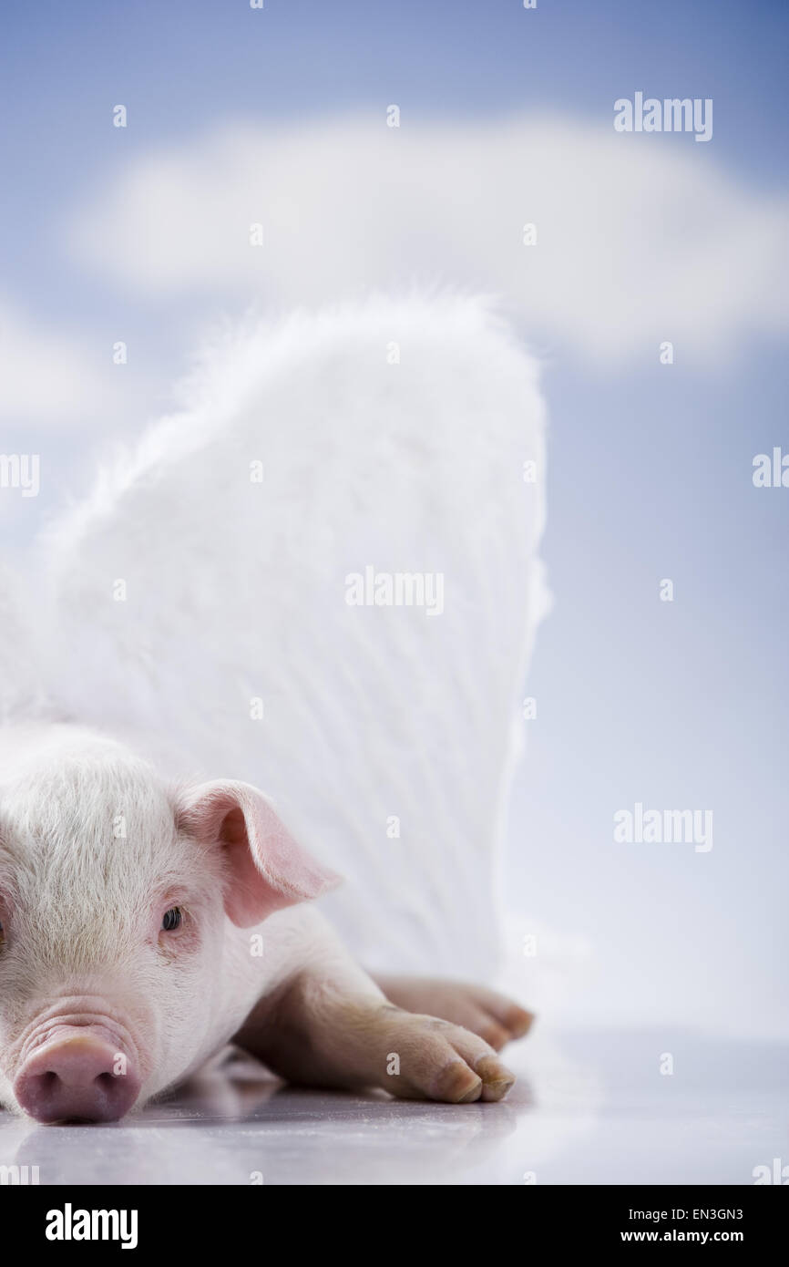 Pig wings flying blue sky Banque de photographies et d’images à haute ...