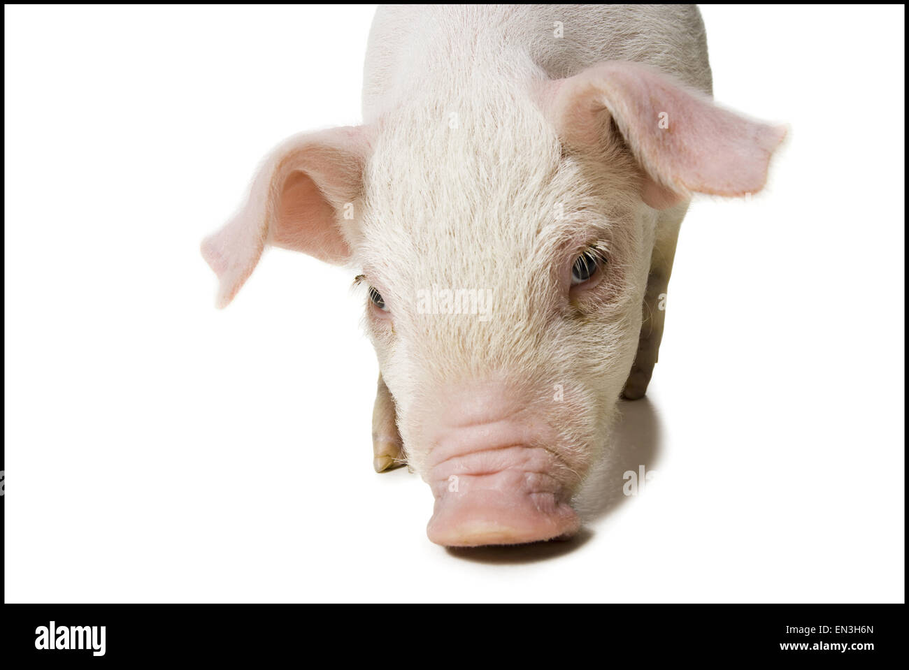 Face de cochon Banque de photographies et d’images à haute résolution ...