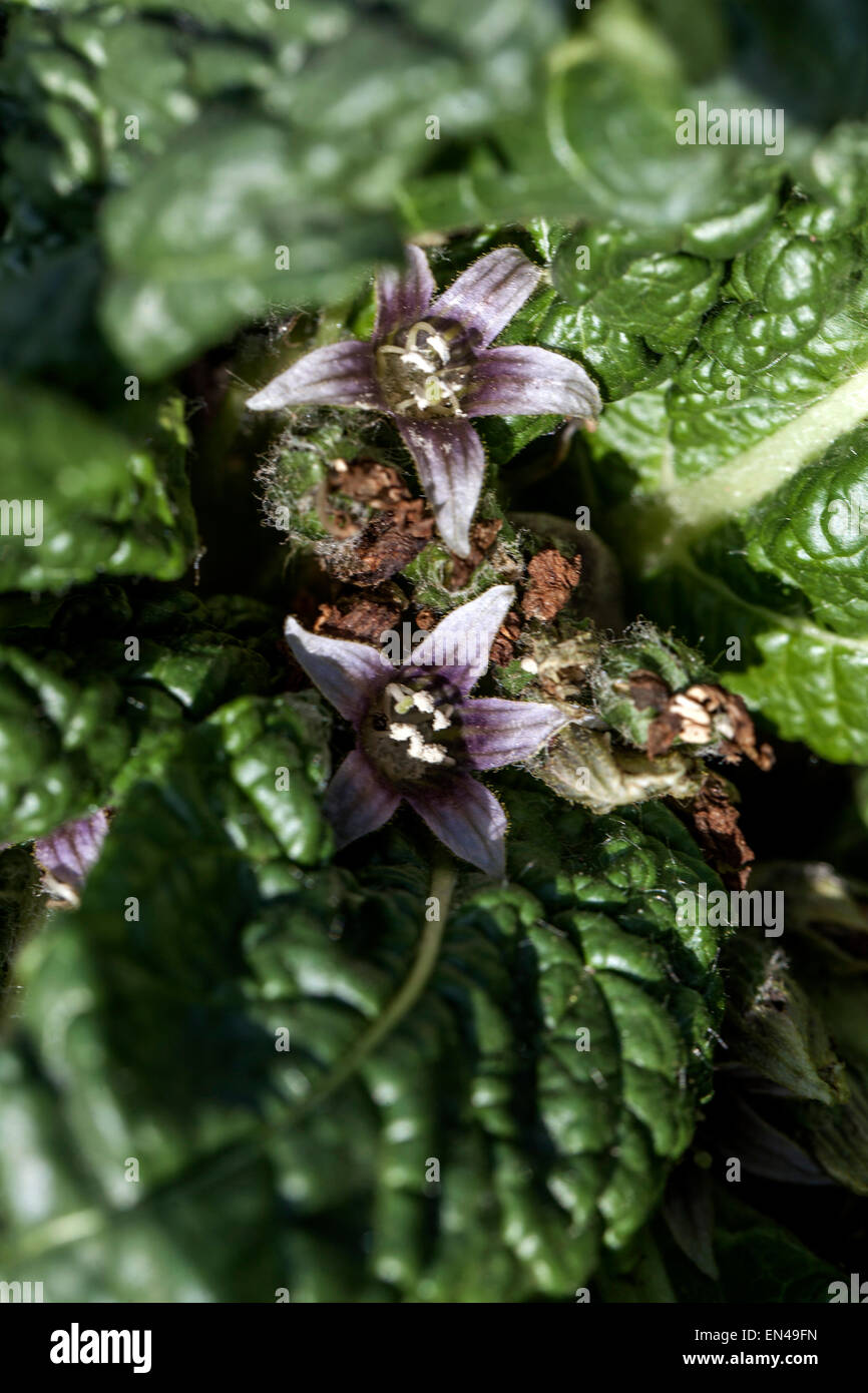 Mandrake mandragora officinarum flower Banque de photographies et d ...
