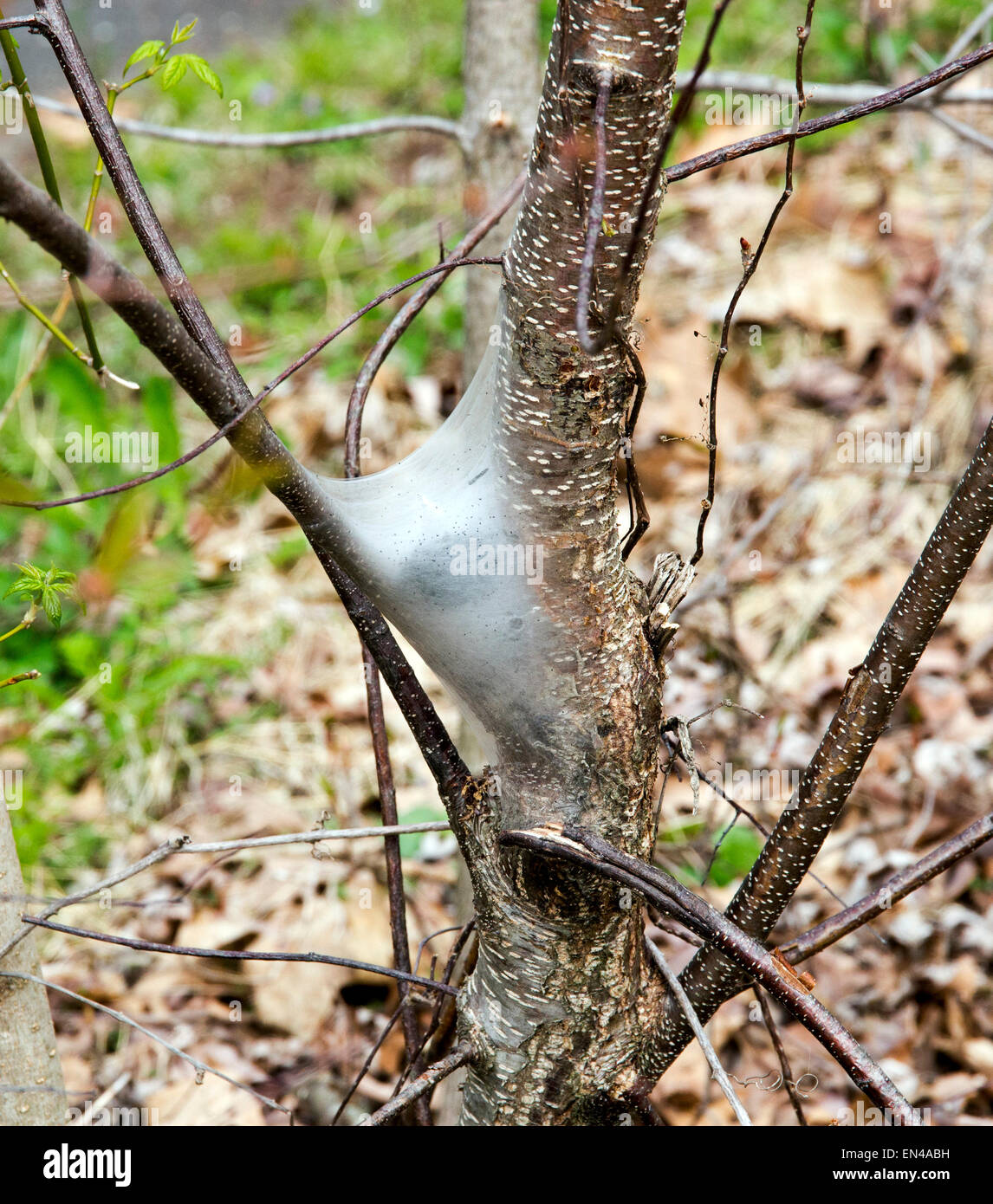 Fourche d'un arbre Banque de photographies et d’images à haute ...