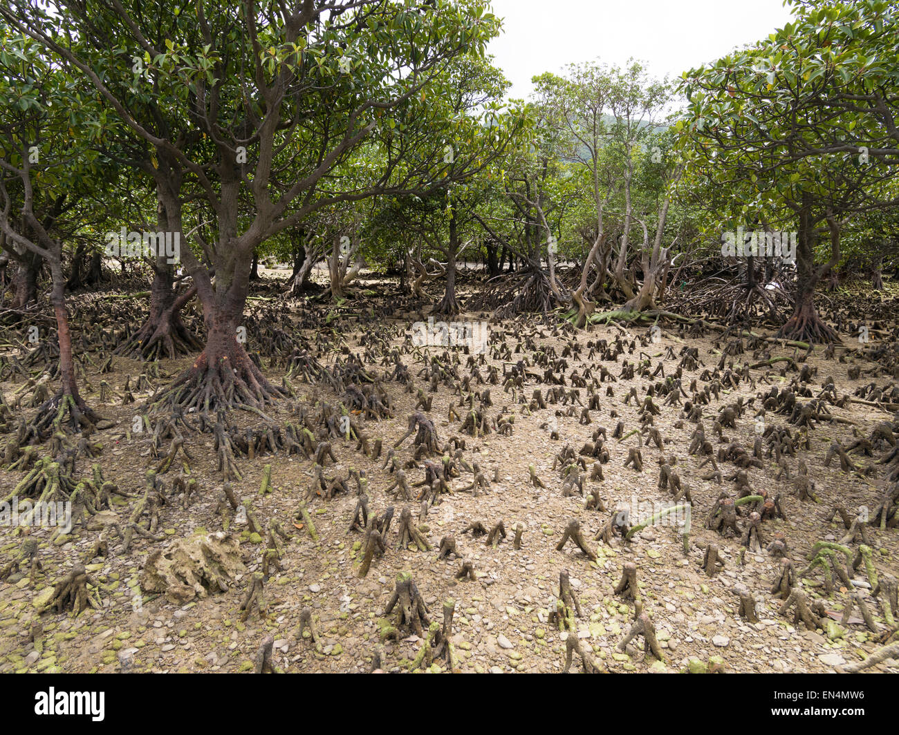 Iriomote island Banque de photographies et d’images à haute résolution ...
