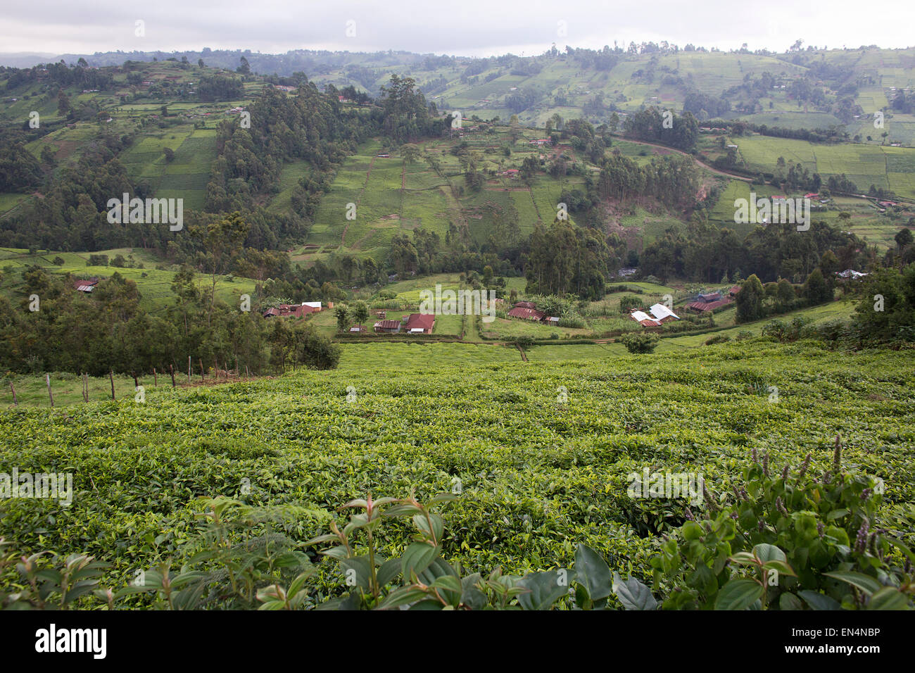 Kenya tea farm Banque de photographies et d’images à haute résolution ...