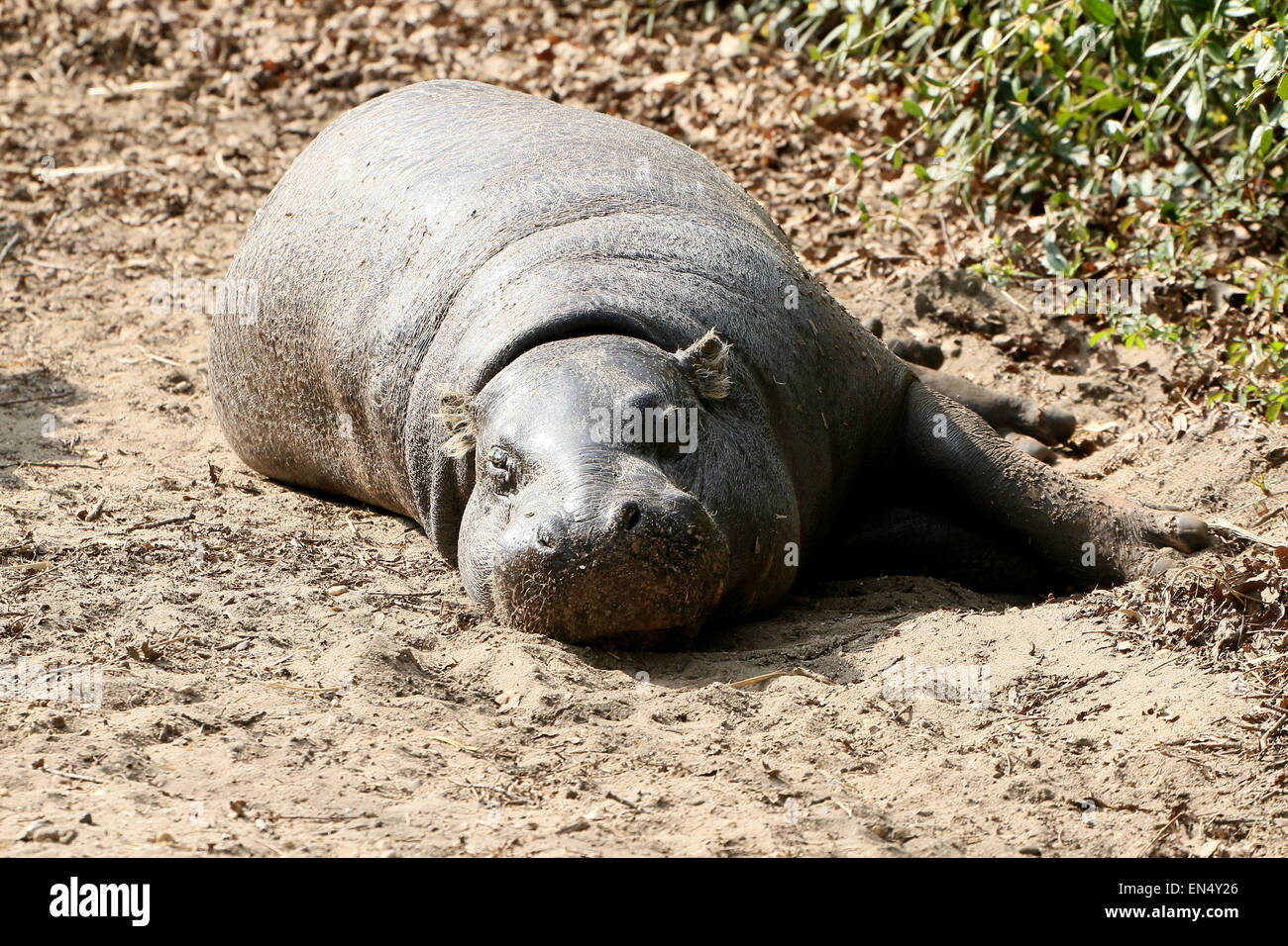 Hippopotame pygmée de l'Afrique de l'Ouest (Hexaprotodon liberiensis ...
