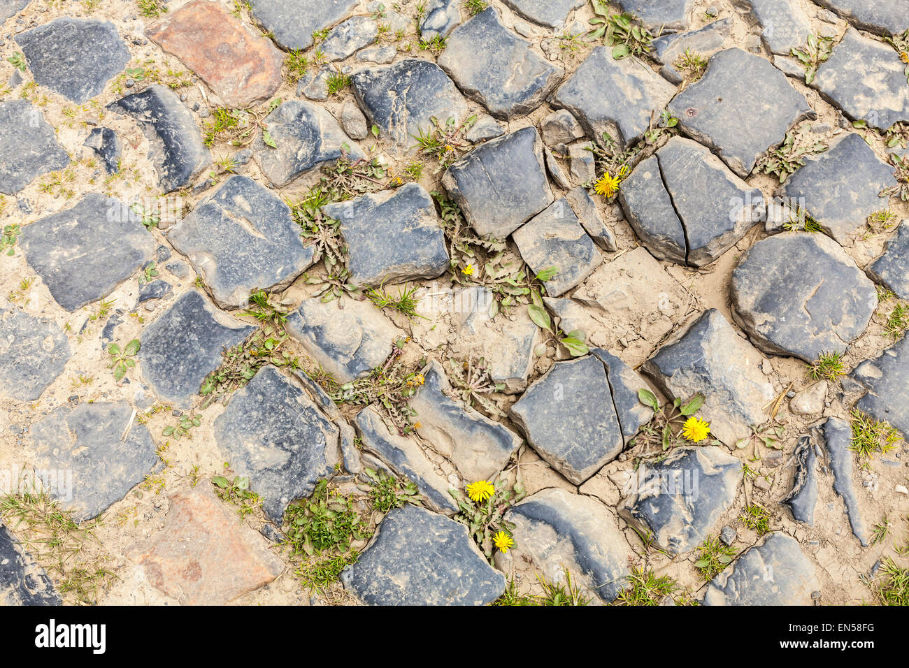 Détail d'une route pavée, situé dans le Nord de la France près de Lille ...