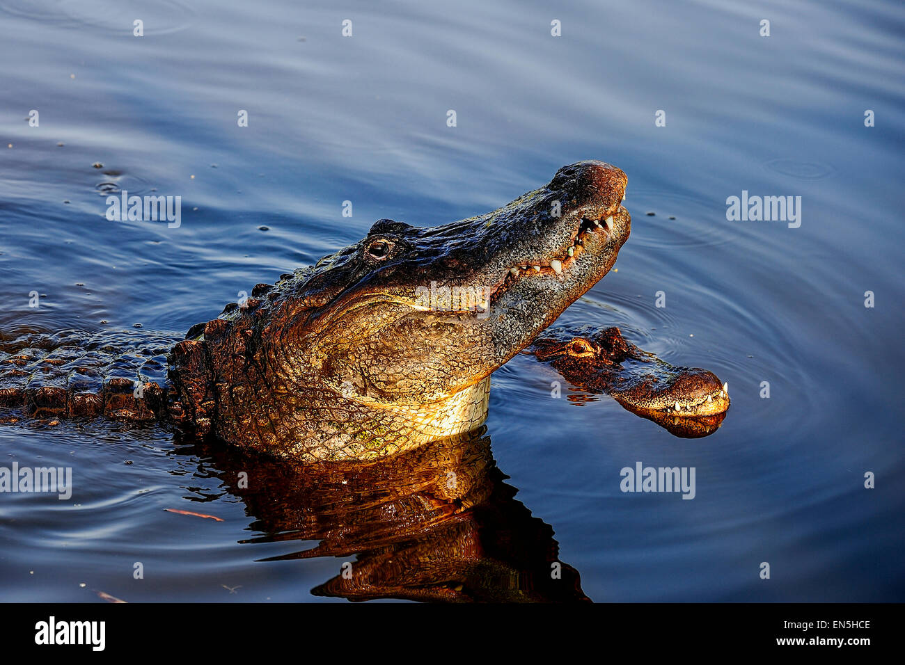Alligator roar Banque de photographies et d’images à haute résolution ...