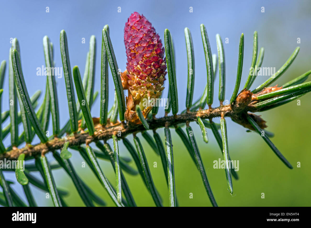 Abies alba flower Banque de photographies et d’images à haute ...