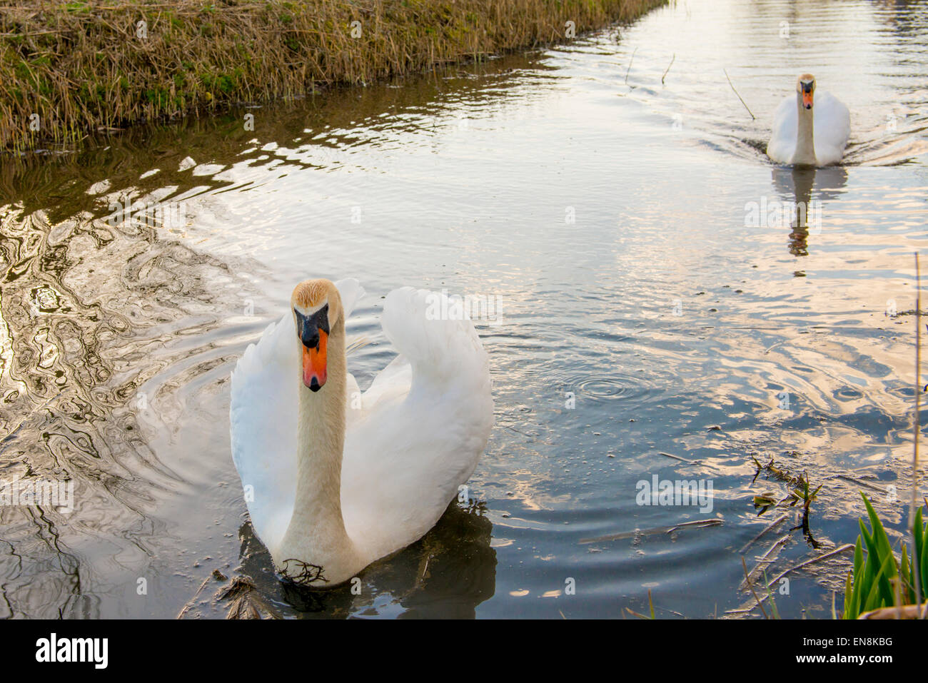 Paire de cygnes tuberculés Banque de photographies et d’images à haute résolution - Alamy