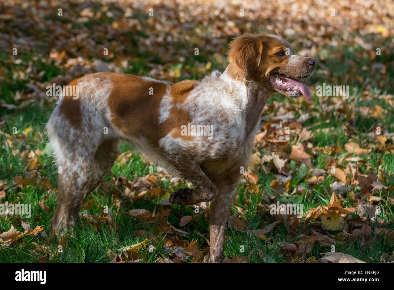 Oiseau chien pointant Banque de photographies et d’images à haute résolution - Alamy