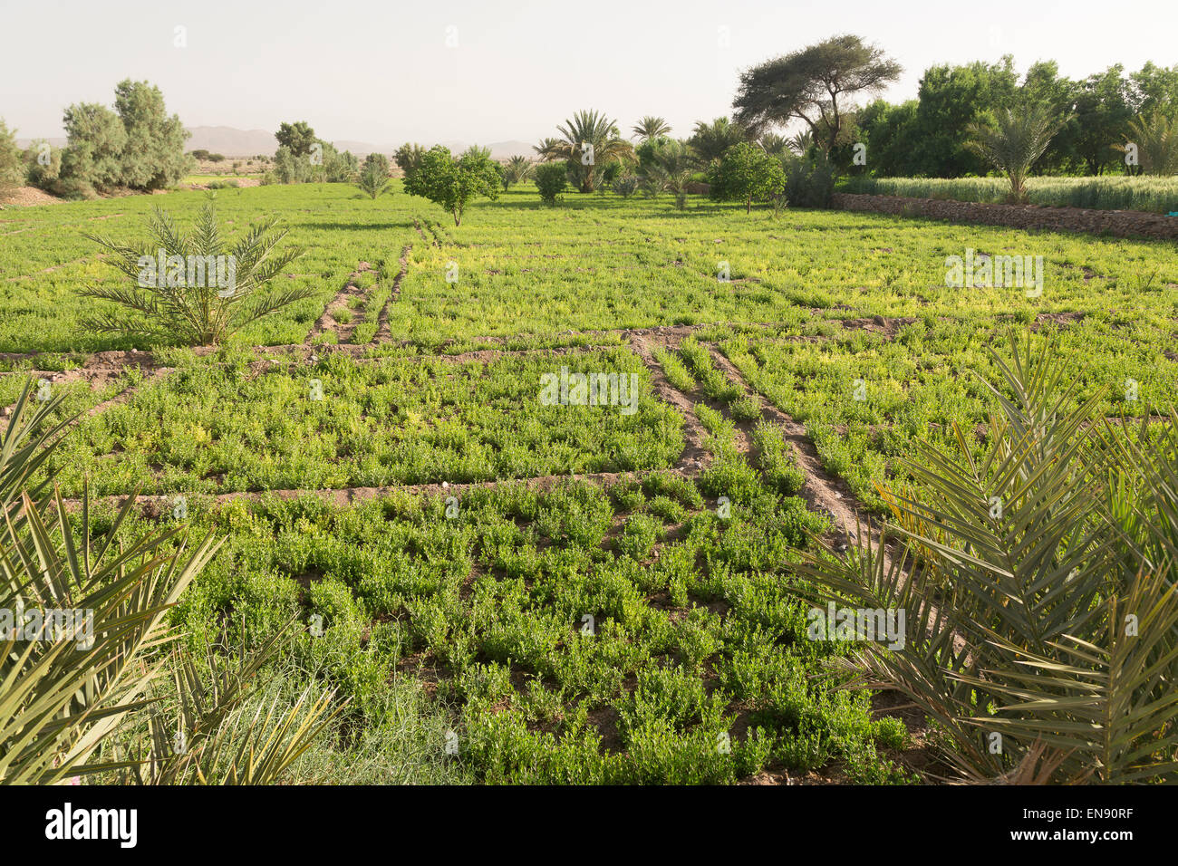 Henne maroc Banque de photographies et d’images à haute résolution - Alamy