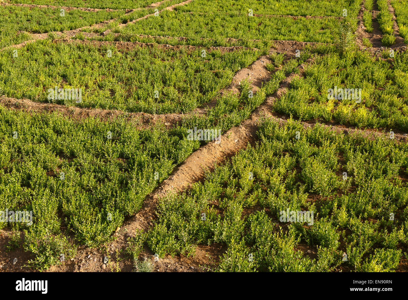 Henne maroc Banque de photographies et d’images à haute résolution - Alamy