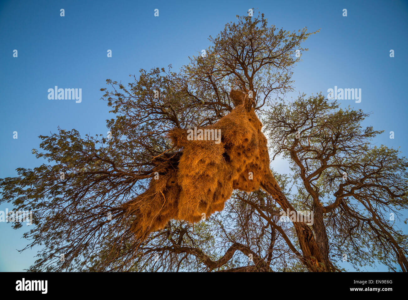 Des nids d'oiseaux dans des arbres Banque de photographies et d’images ...