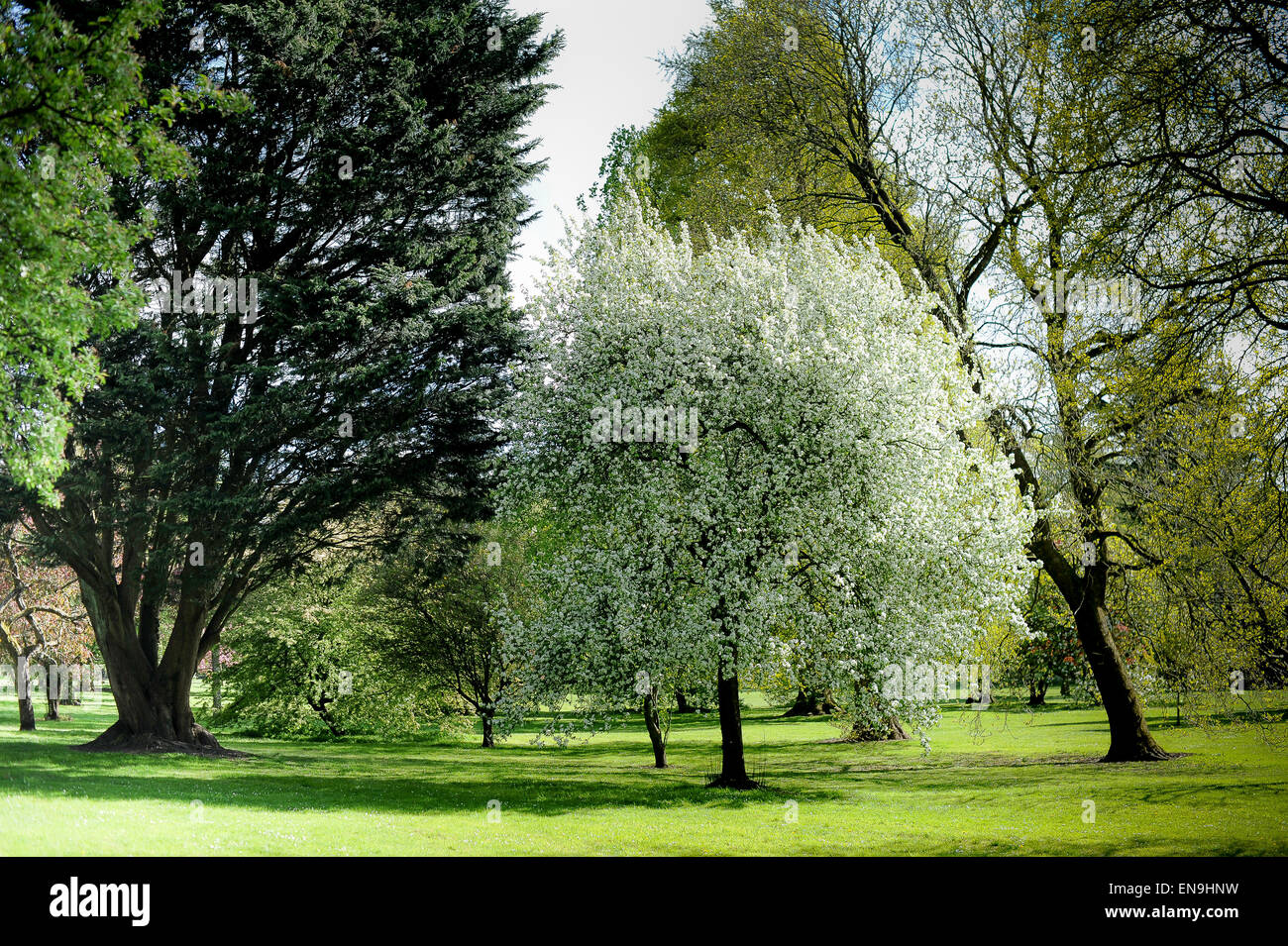 Arbres printemps Banque de photographies et d’images à haute résolution ...
