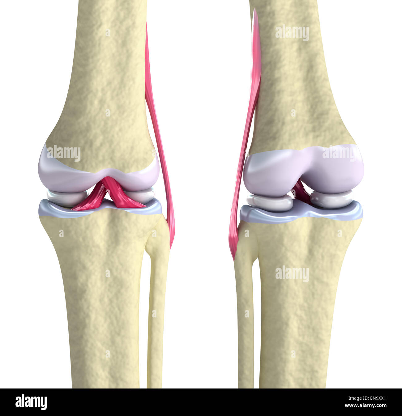 Articulation du Genou avec les ligaments et les cartilages isolated on ...