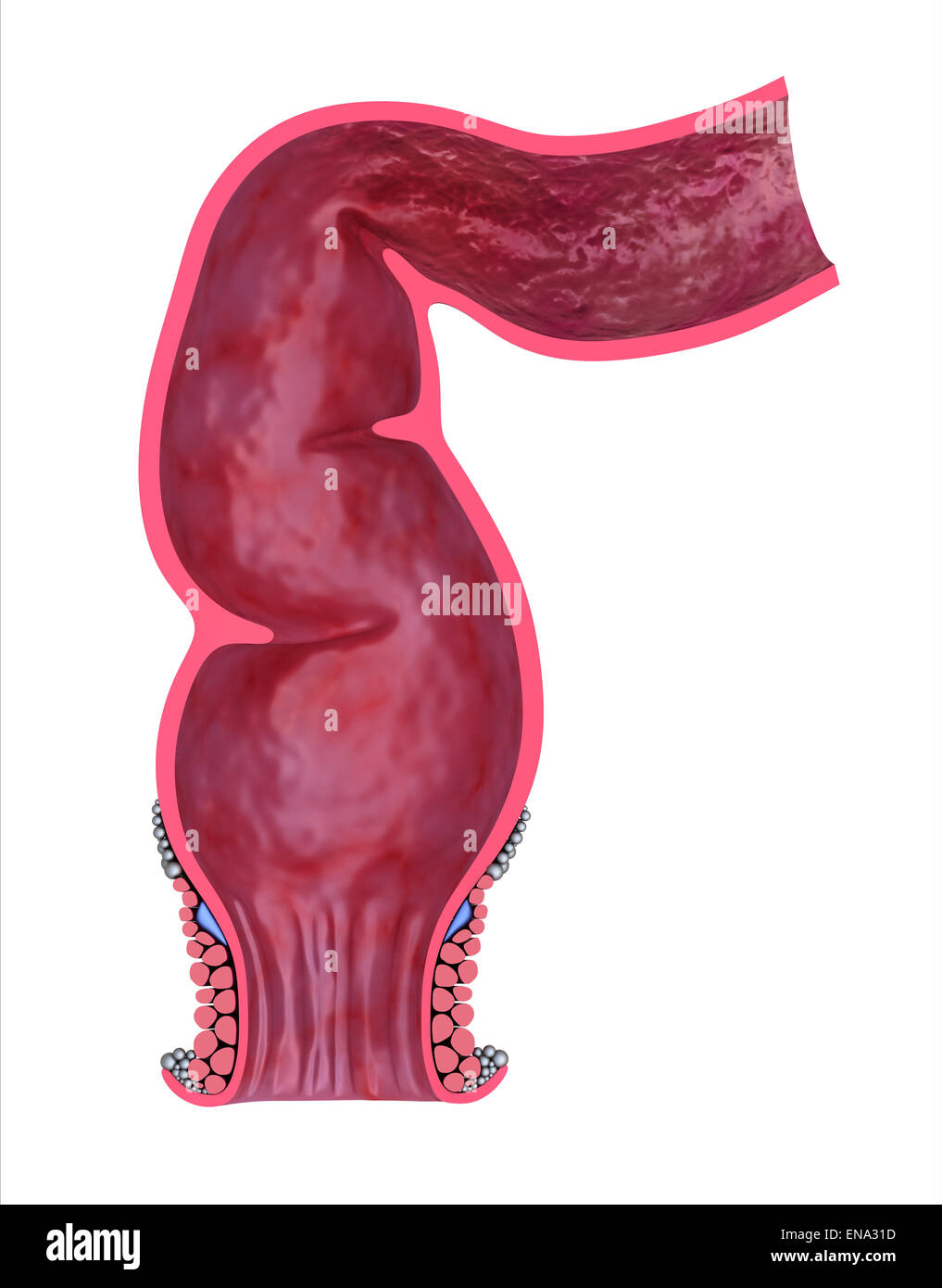 Anatomie de l'anus humaines Banque de photographies et d’images à haute ...