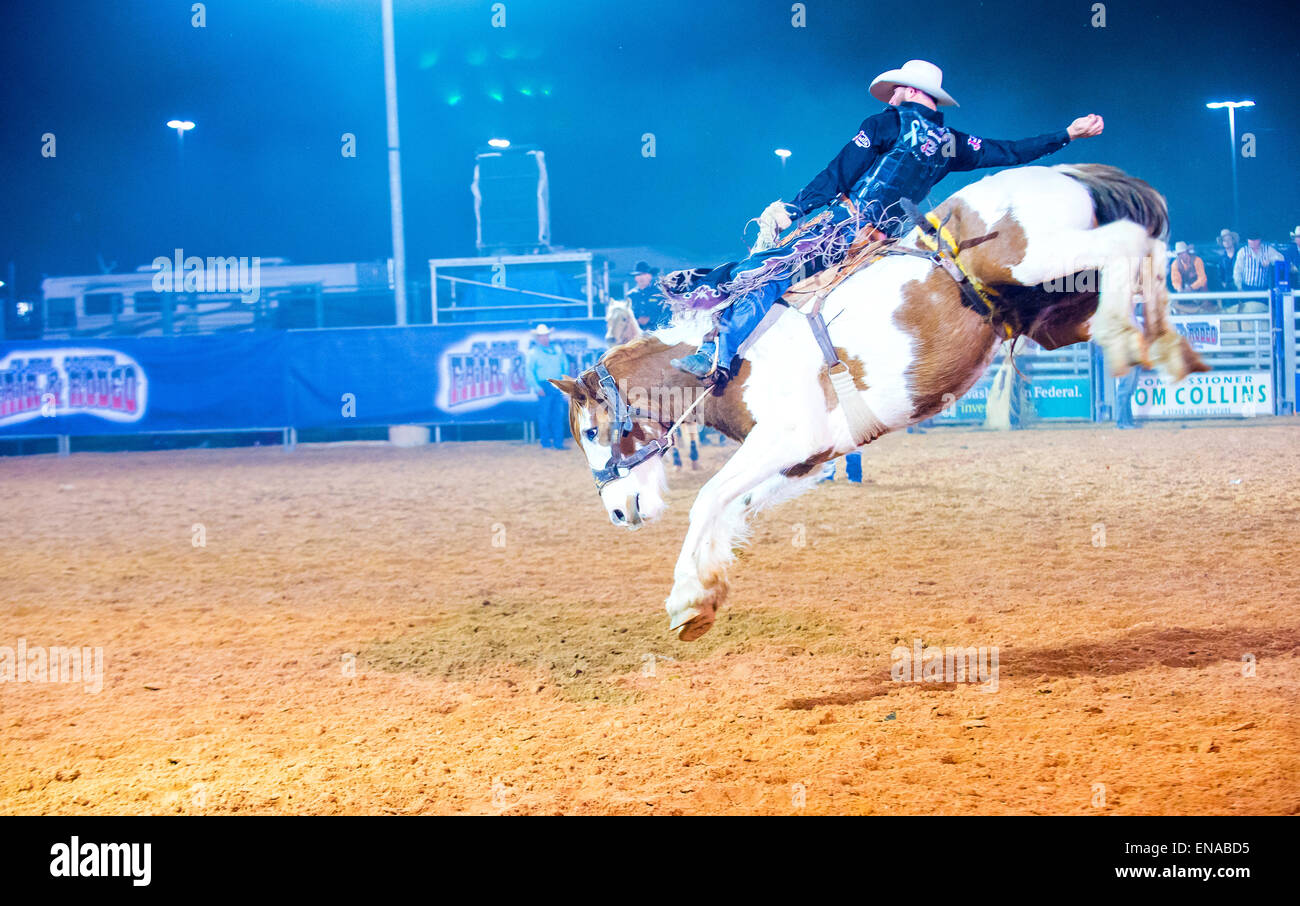 Cowboy participant à un cheval compétition à la Clark County Fair and ...