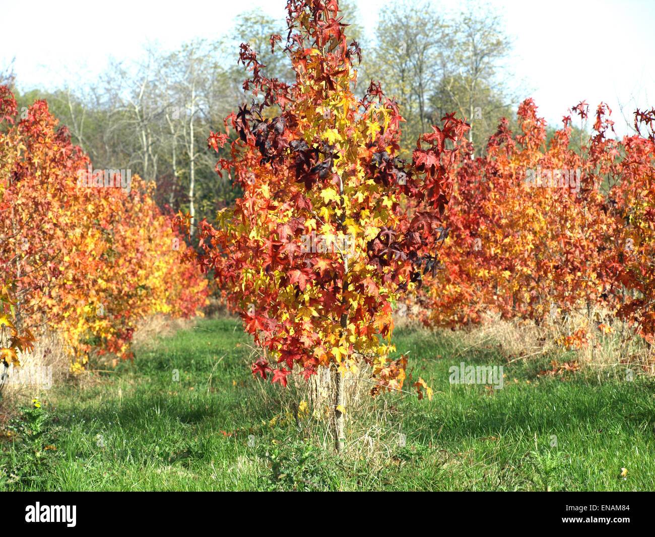 Feuilles d'oranger sur les arbres Banque de photographies et d’images à ...