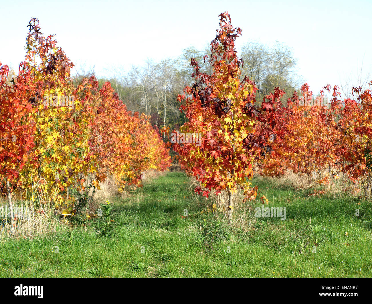 Feuilles rouges sur les arbres Banque de photographies et d’images à ...