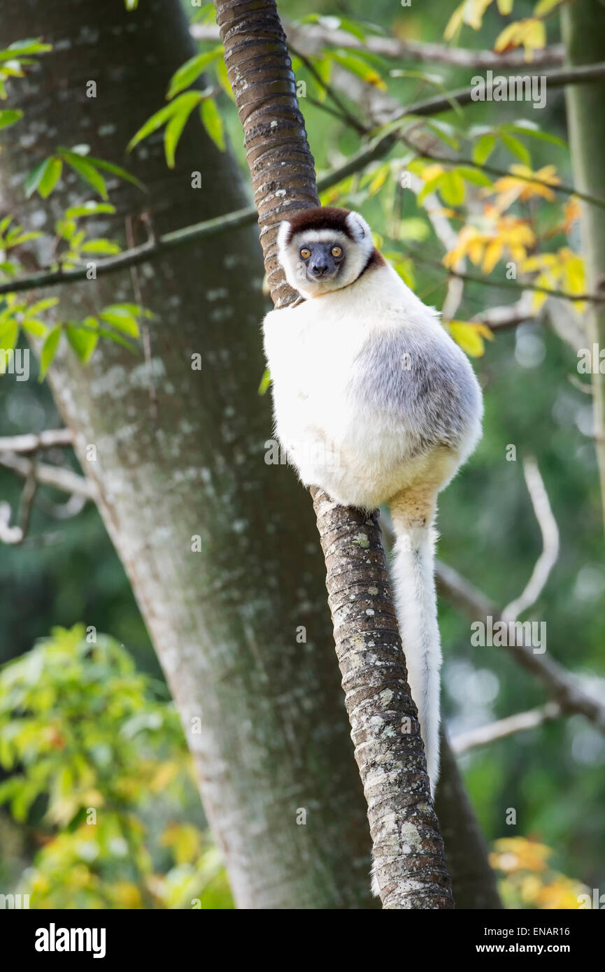 Mamiferos de madagascar Banque de photographies et d’images à haute ...