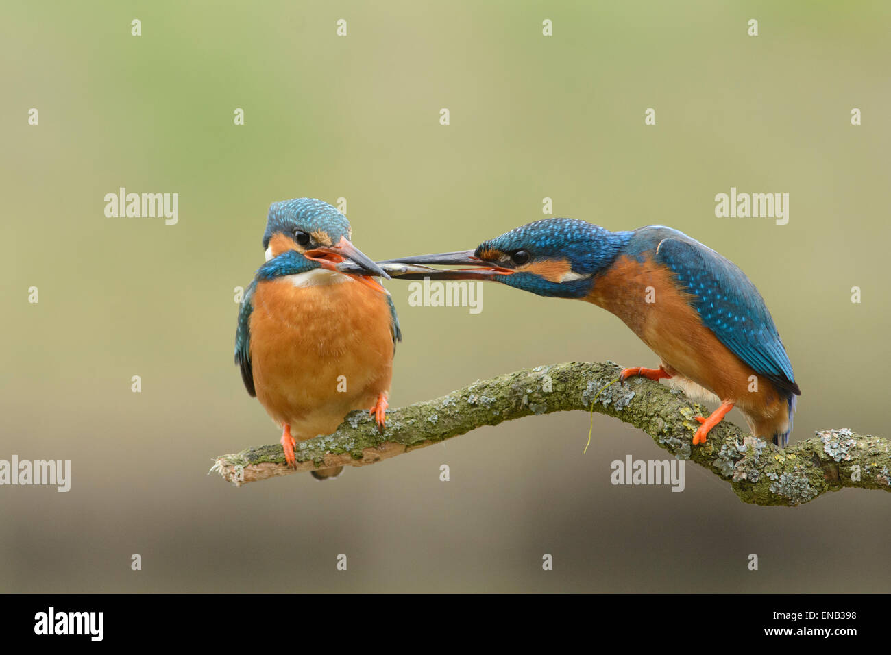 Le comportement de cour d'un couple de martin-pêcheurs. L'homme offre ...