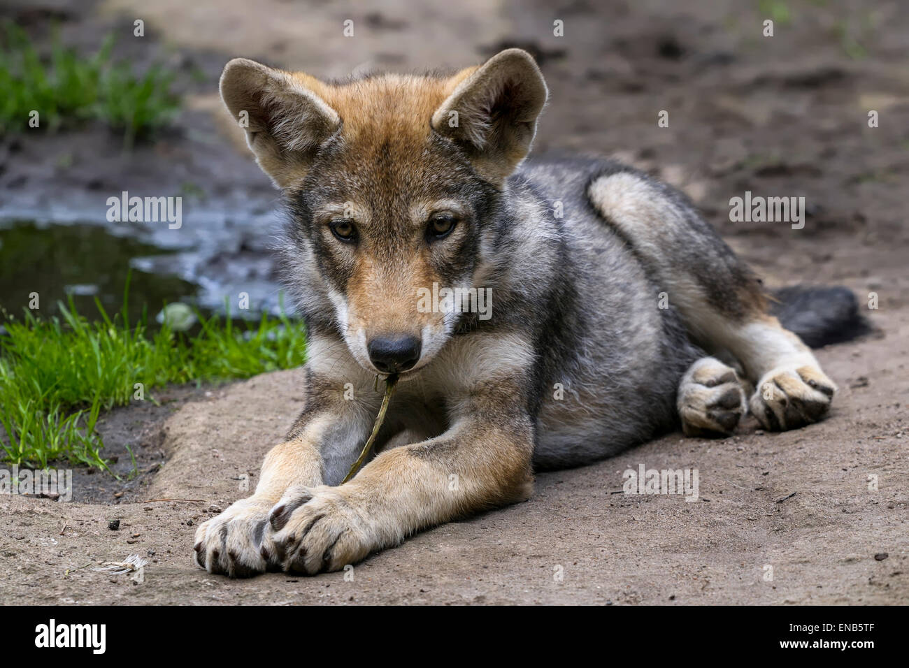 Loup bleue Banque de photographies et d’images à haute résolution - Alamy