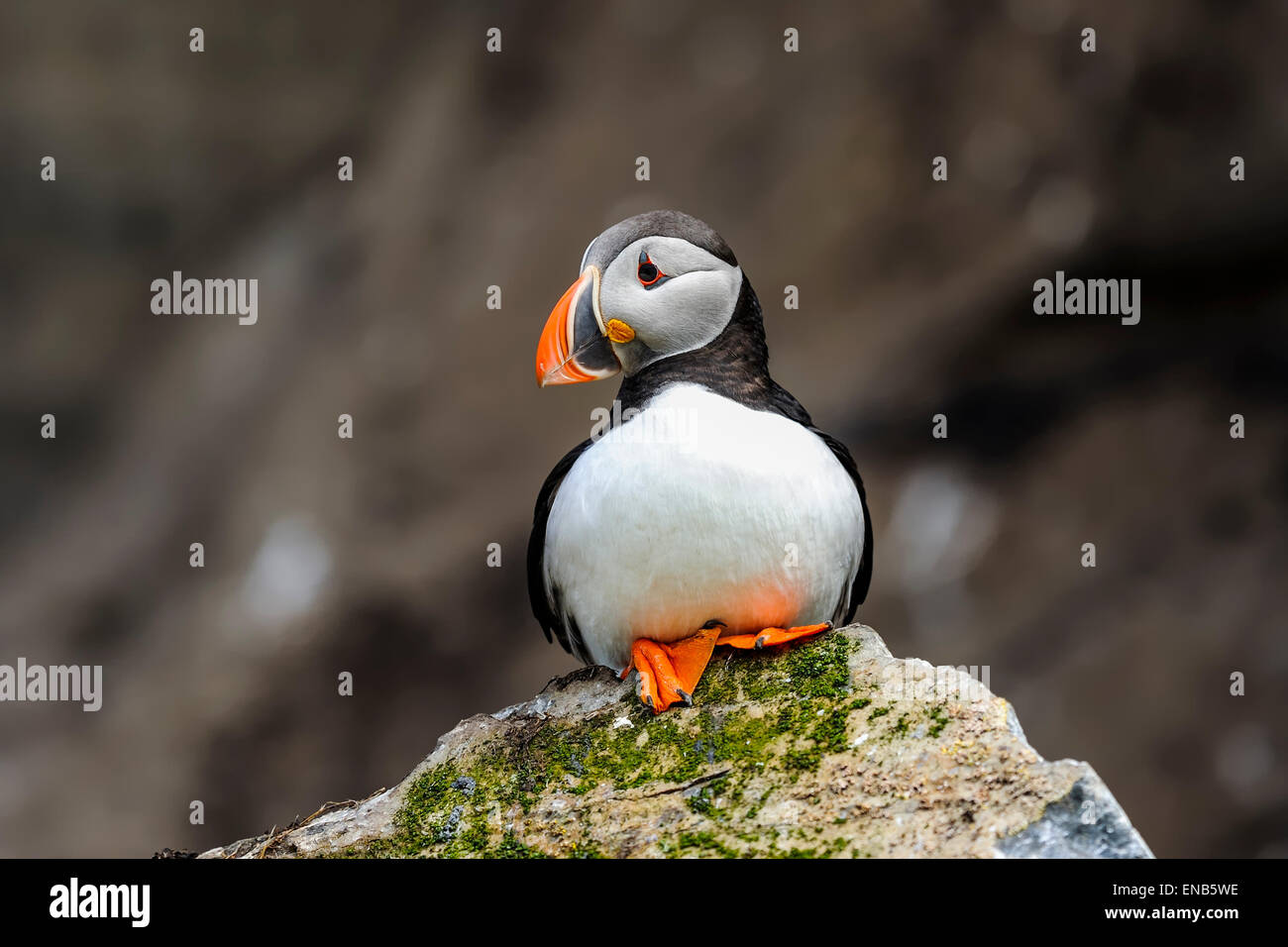 Un macareux atlantique Banque de photographies et d’images à haute ...