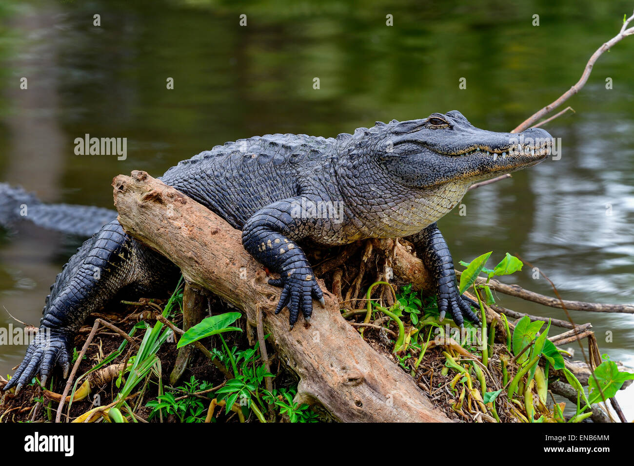 Alligator roar Banque de photographies et d’images à haute résolution ...