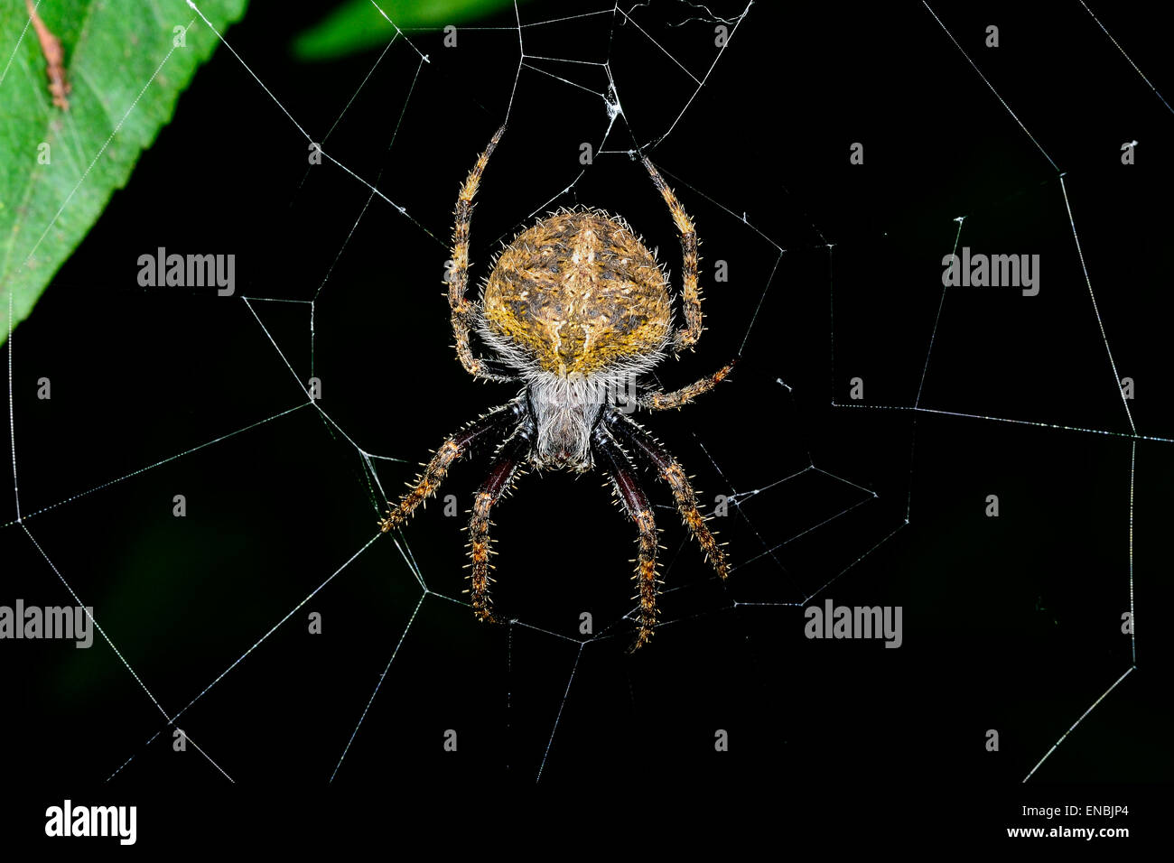 Spider madagascar Banque de photographies et d’images à haute ...