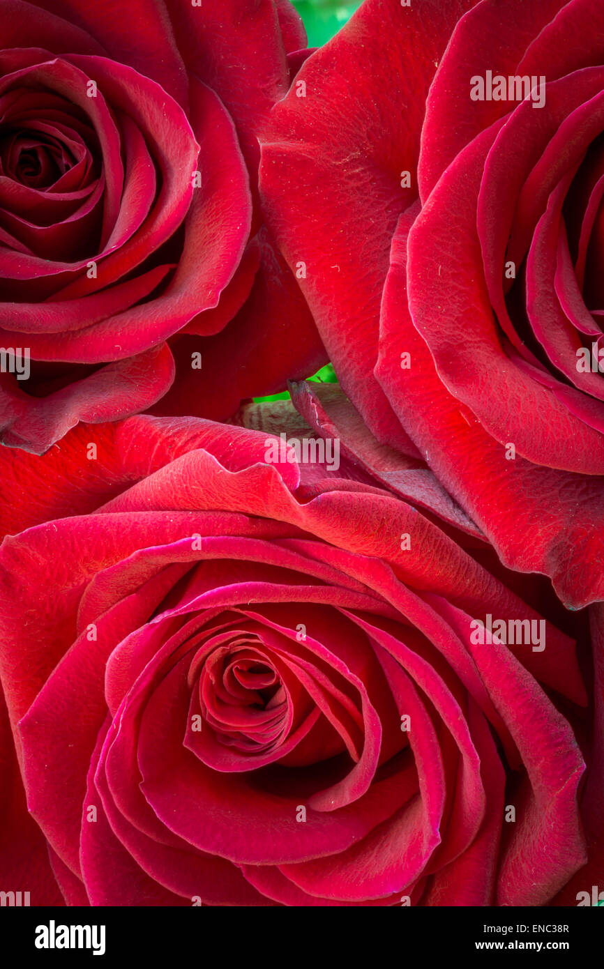 Trois belles roses Banque de photographies et d’images à haute ...