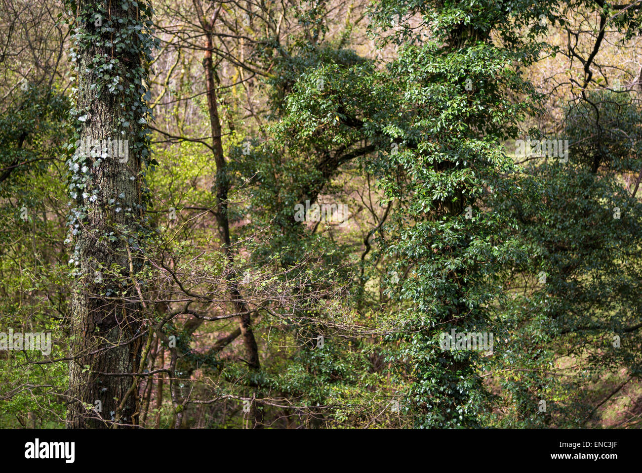 Puce dans les différents stades de croissance des arbres de chêne dans ...