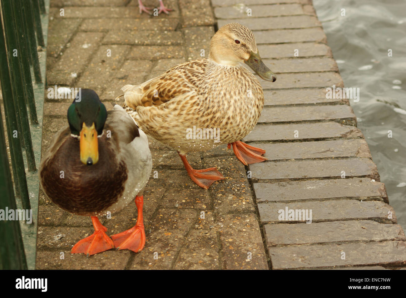 Couple relationship Banque de photographies et d’images à haute ...