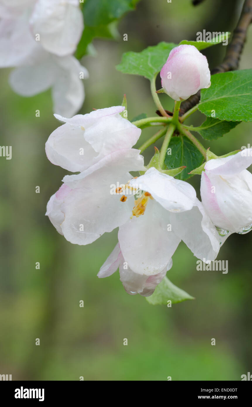 Pommier sauvage Banque de photographies et d’images à haute résolution ...