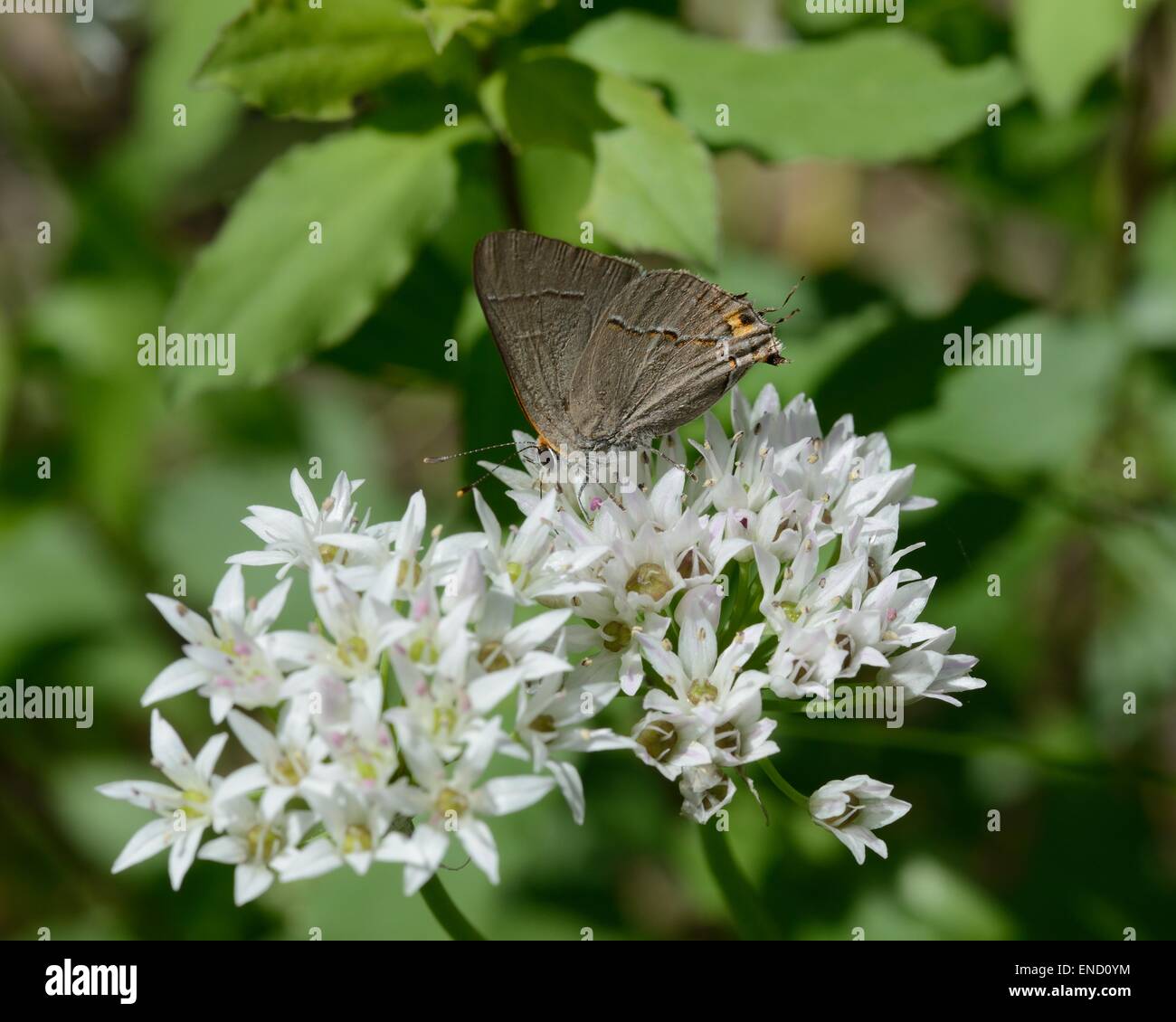 Texas wildflower fleur sauvage Banque de photographies et d’images à ...