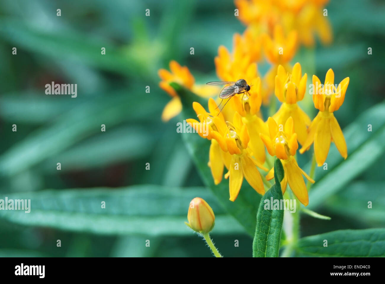 Pollinisation des fleurs par les moustiques Banque de photographies et ...