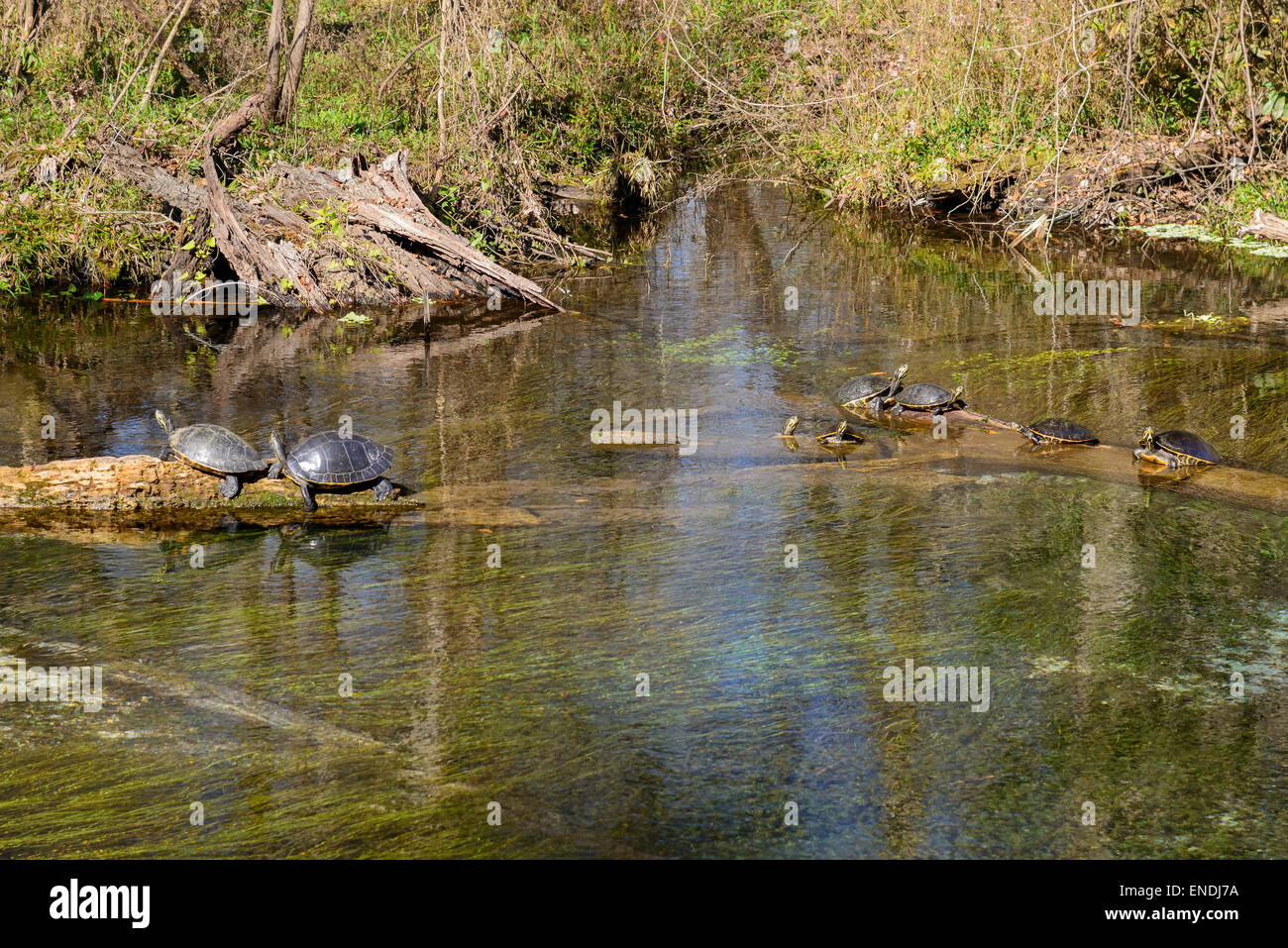 Pseudemys concinna hieroglyphica Banque de photographies et d’images à ...
