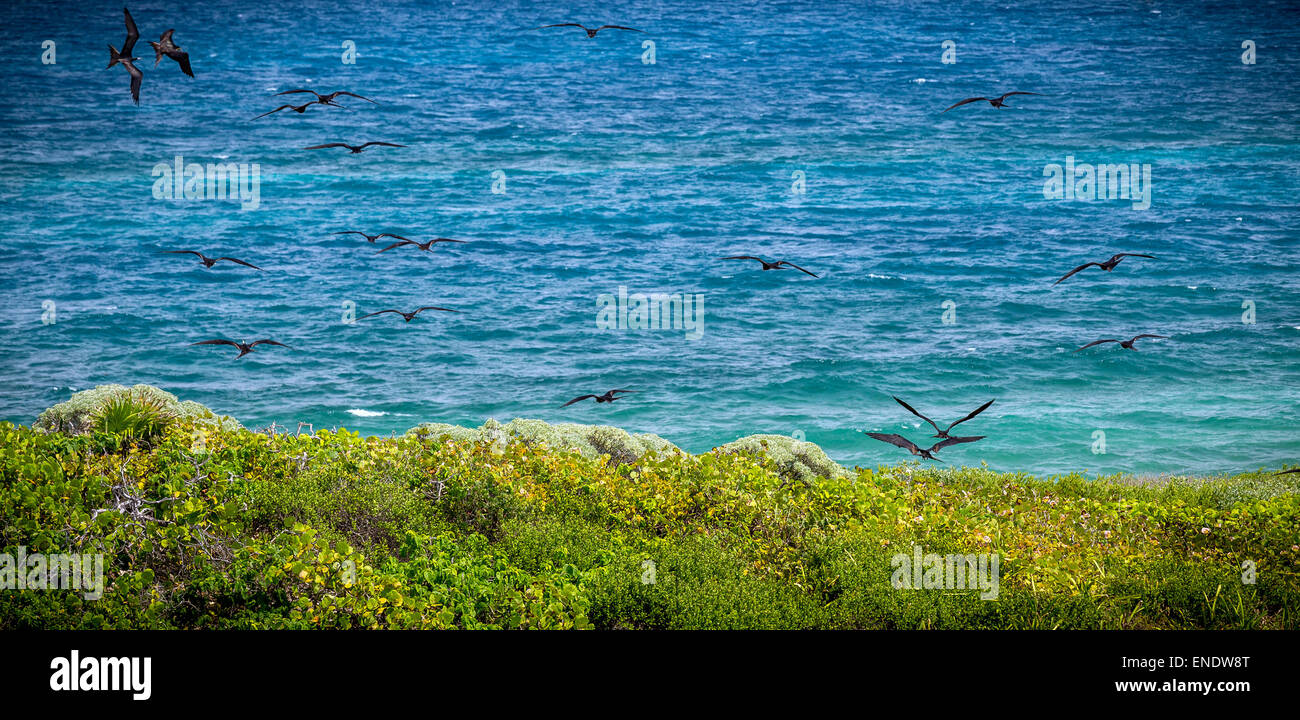 île frégate Banque de photographies et d’images à haute résolution - Alamy
