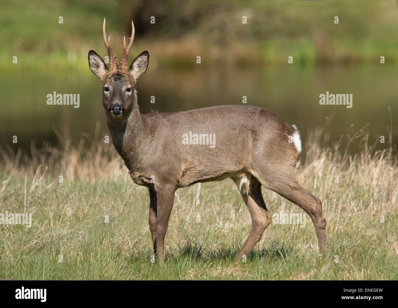Cerf local Banque de photographies et d’images à haute résolution - Alamy