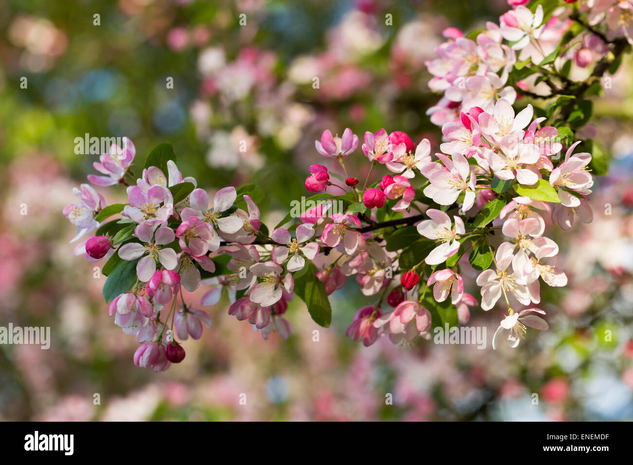 Pomme sauvage rouge Banque de photographies et d’images à haute ...