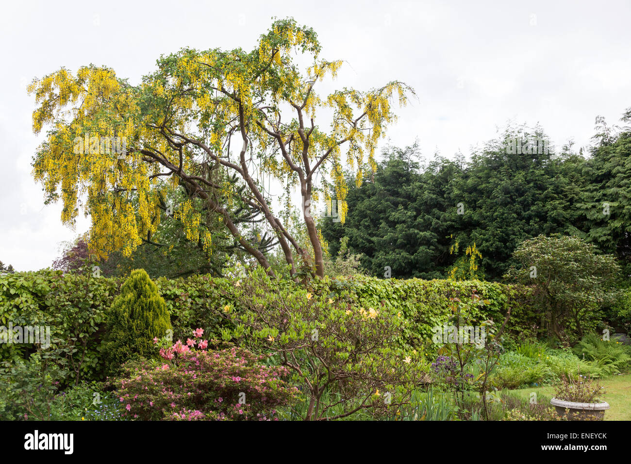 Arbre de laburnum Banque de photographies et d’images à haute ...