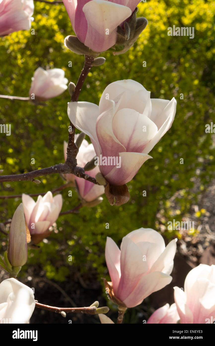 Magnolia tree in bloom Banque de photographies et d’images à haute ...