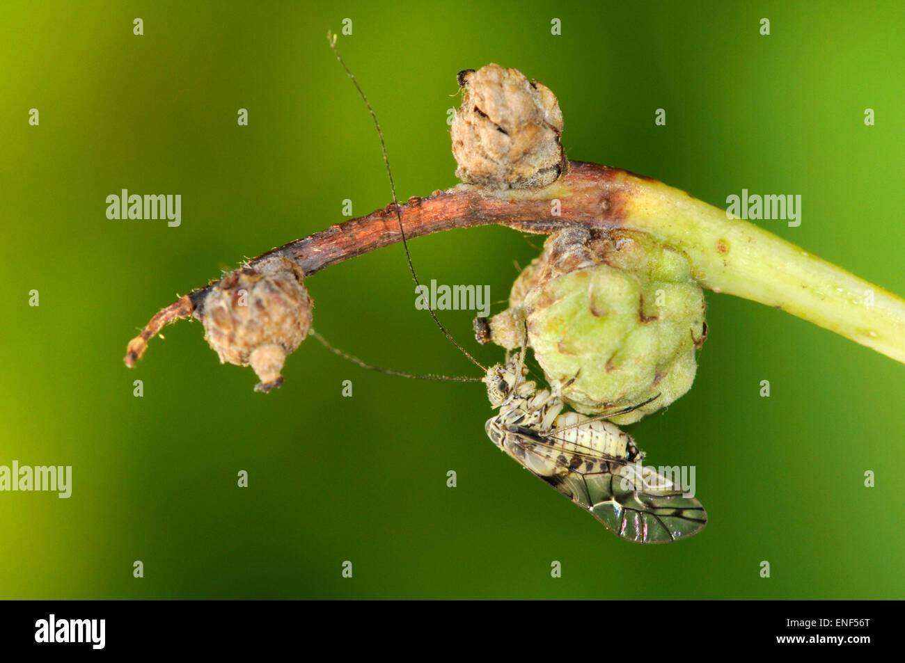 Ordre des insectes Banque de photographies et d’images à haute ...