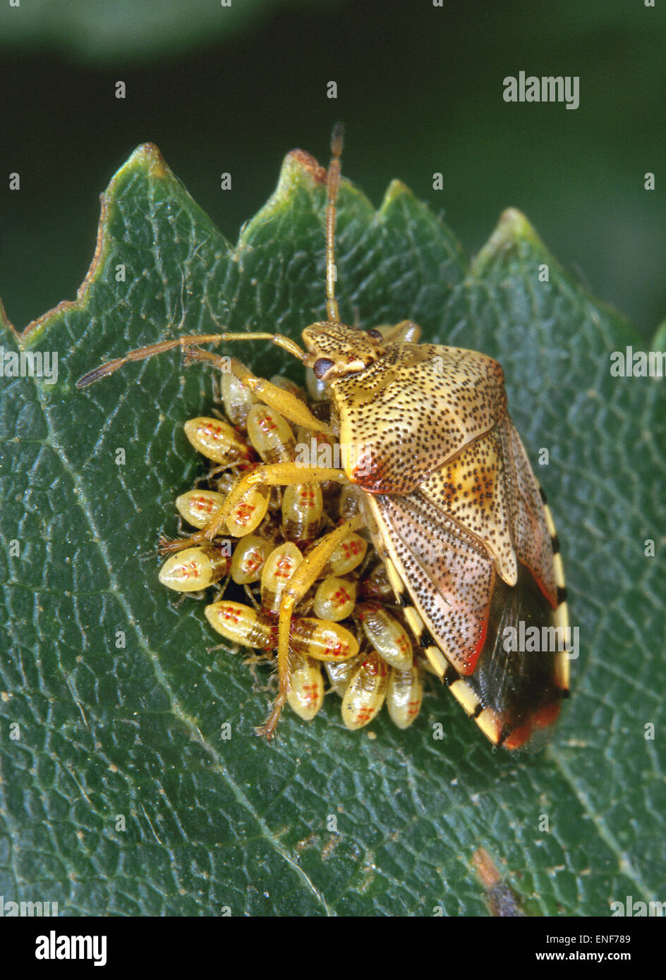 Bugs parents Banque de photographies et d’images à haute résolution - Alamy