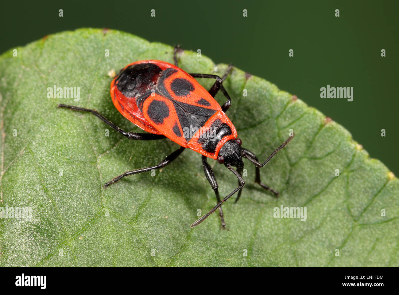 Fire bug Banque de photographies et d’images à haute résolution - Alamy