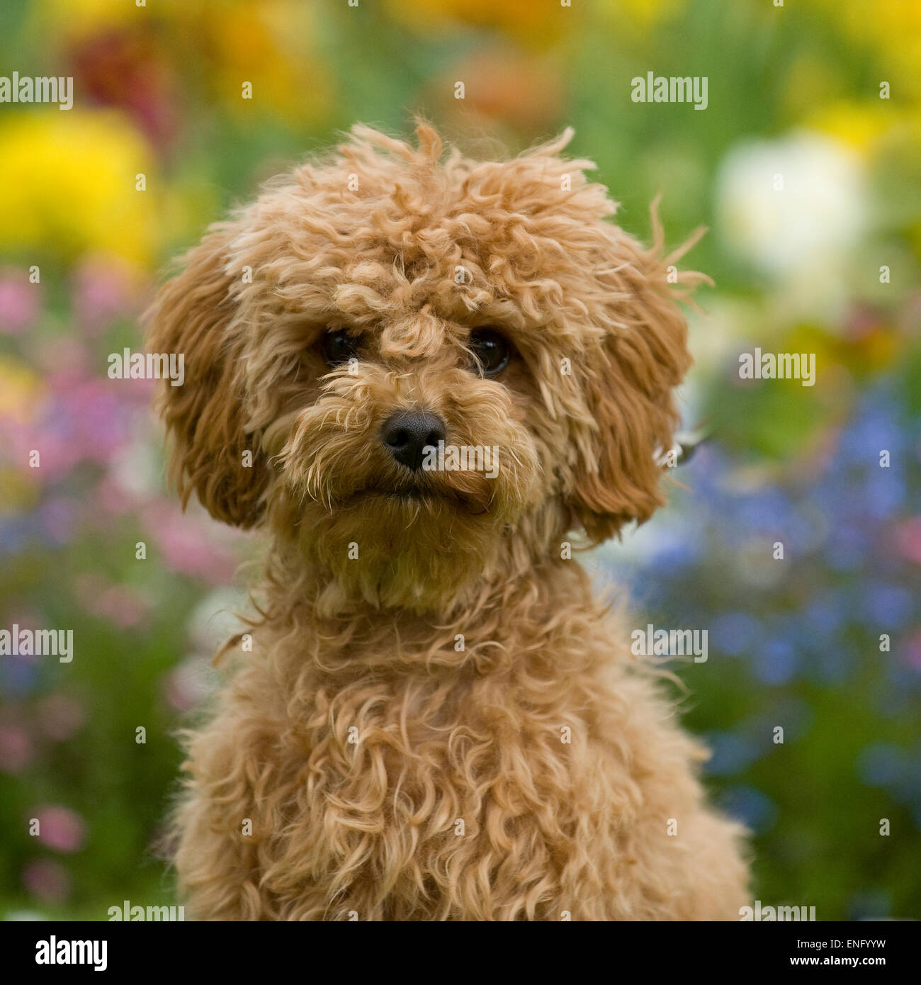 Chiot caniche Banque de photographies et d’images à haute résolution ...