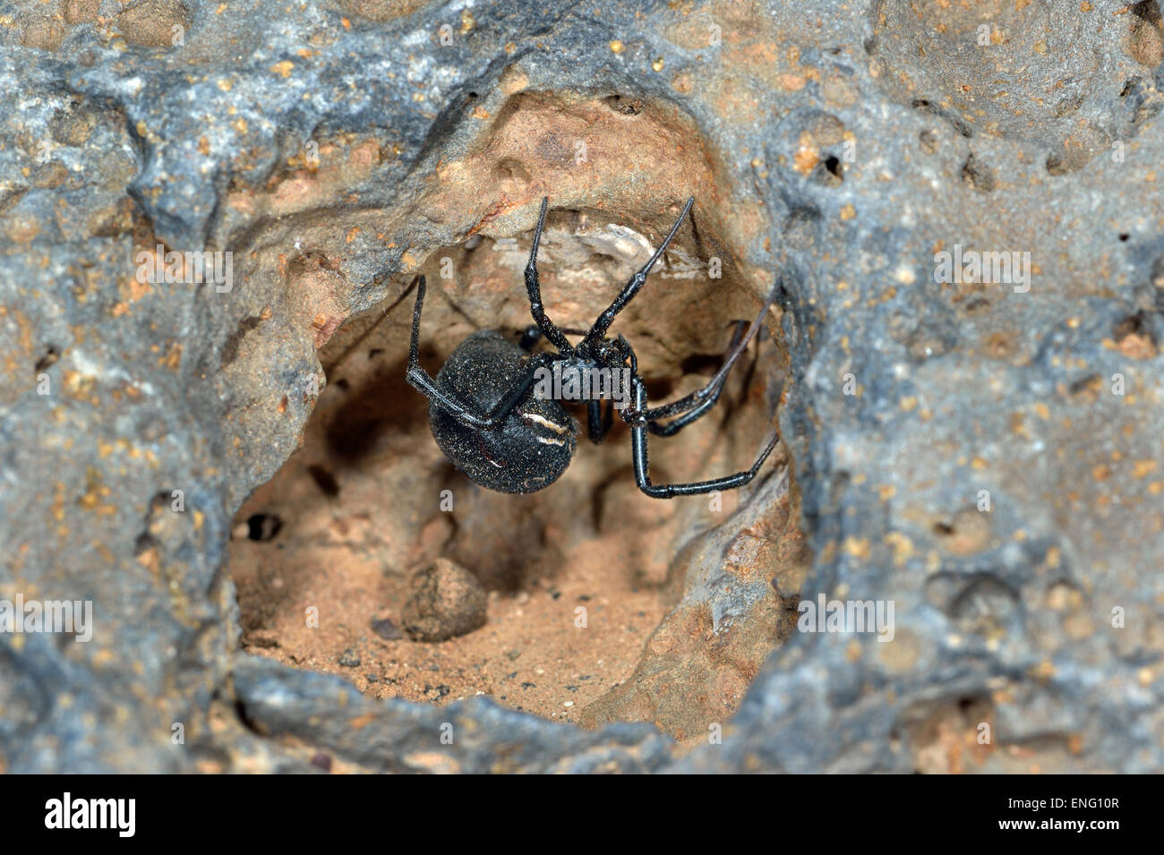 Black widow spider latrodectus sp Banque de photographies et d’images à ...