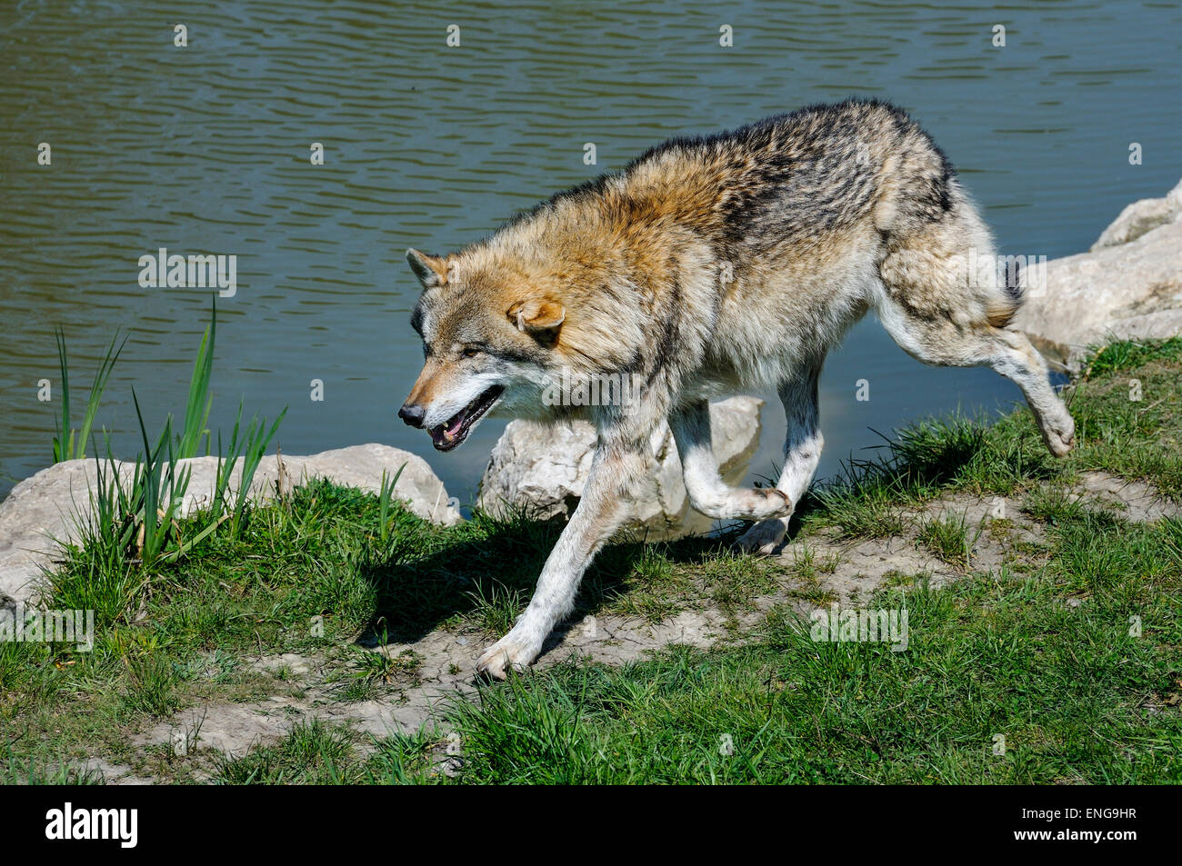 Oreille de loup Banque de photographies et d’images à haute résolution ...