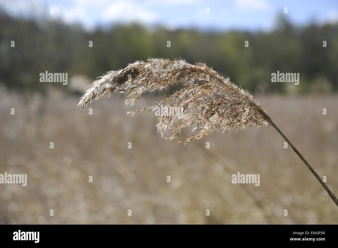Lit de marais commun Banque de photographies et d’images à haute ...