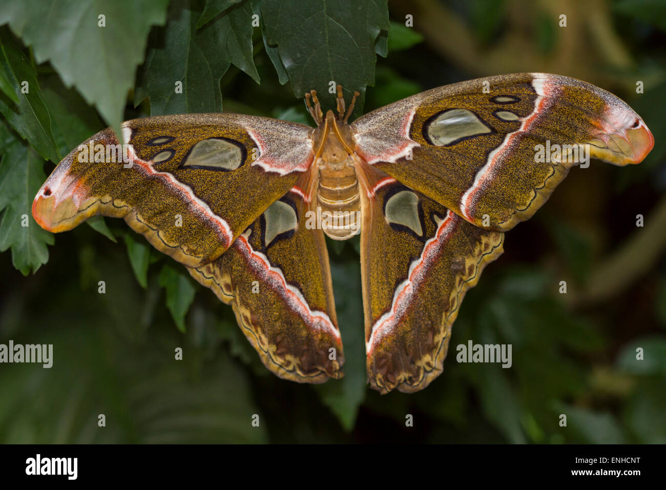 Papillon atlas Banque de photographies et d’images à haute résolution ...