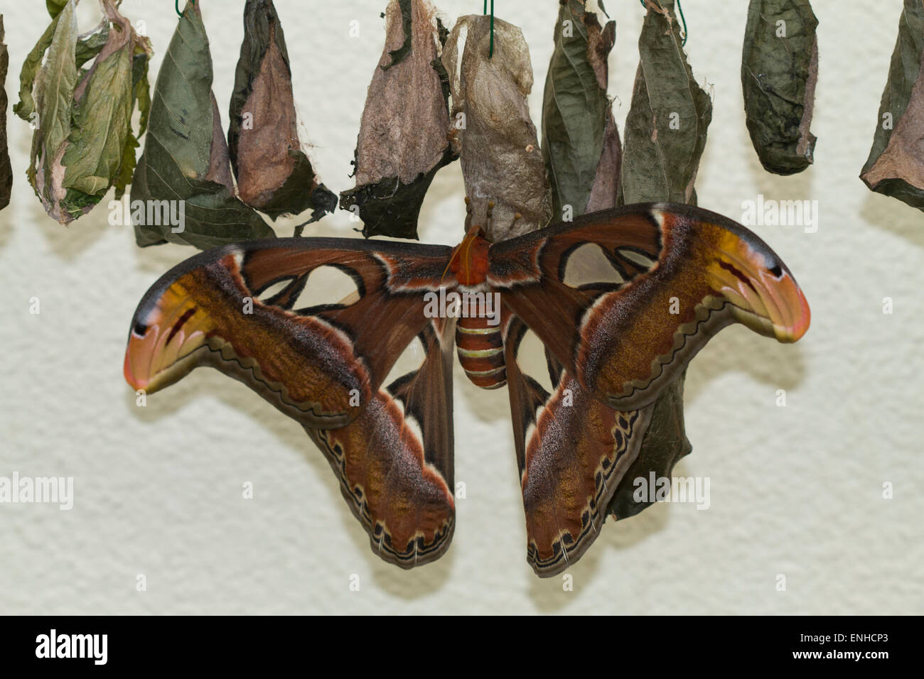 Papillon atlas Banque de photographies et d’images à haute résolution ...