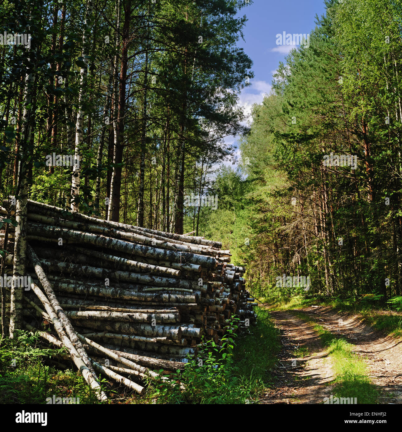 Route forestière d'été avec pile de grumes de bois de bouleau Photo ...