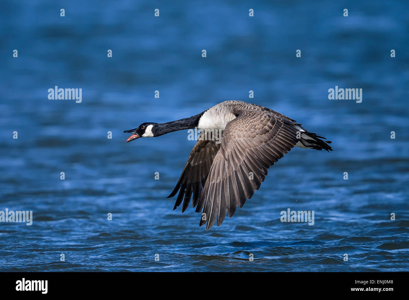 Bernache du canada portrait de branta canadensis Banque de ...